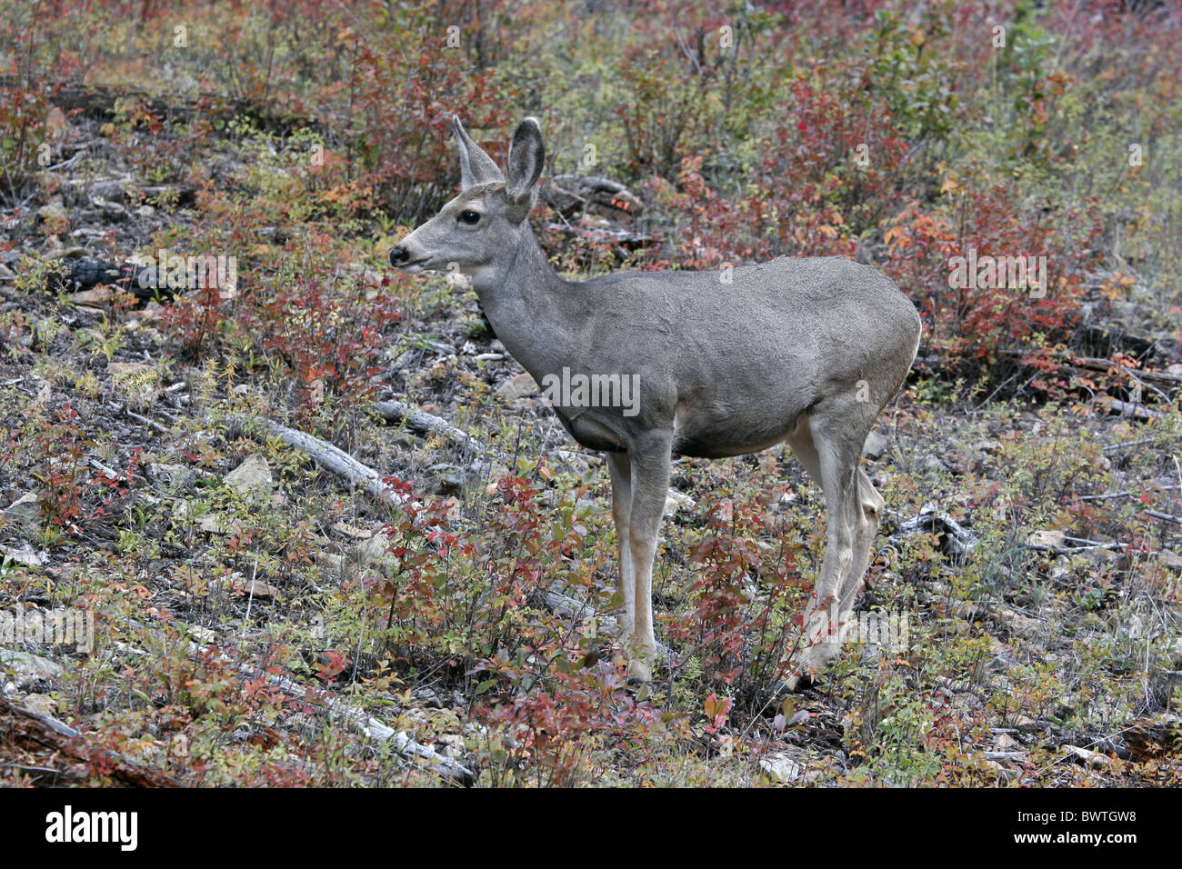 deer deers herbivore herbivores "north america" "north american" "black ...