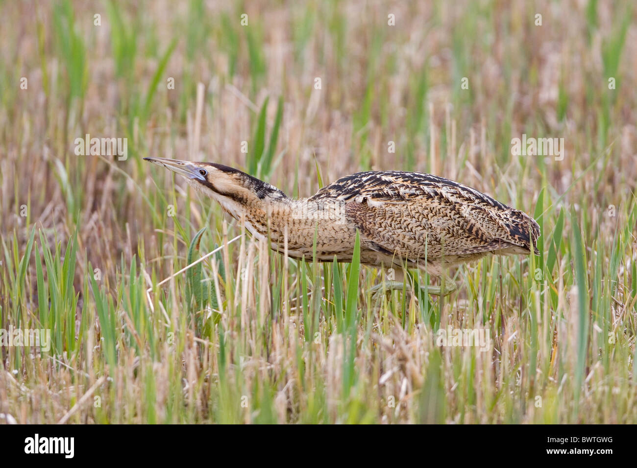 Eurasian bittern botaurus stellaris walking hi-res stock photography ...