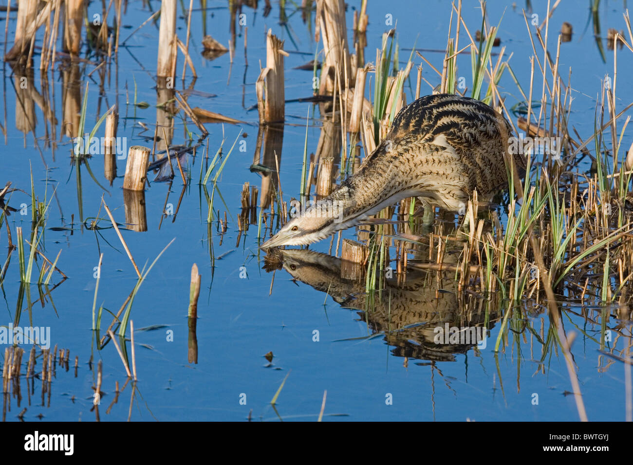 Great Bittern (Botaurus stellaris) adult, fishing in water, Minsmere ...
