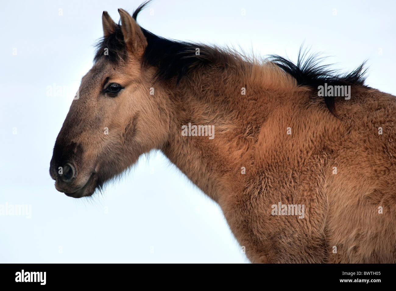 Polish konik horse hi-res stock photography and images - Alamy