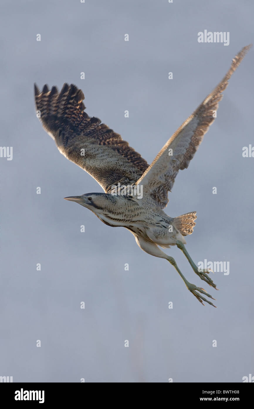Great Bittern (Botaurus stellaris) adult, in fligh taking off, Minsmere ...