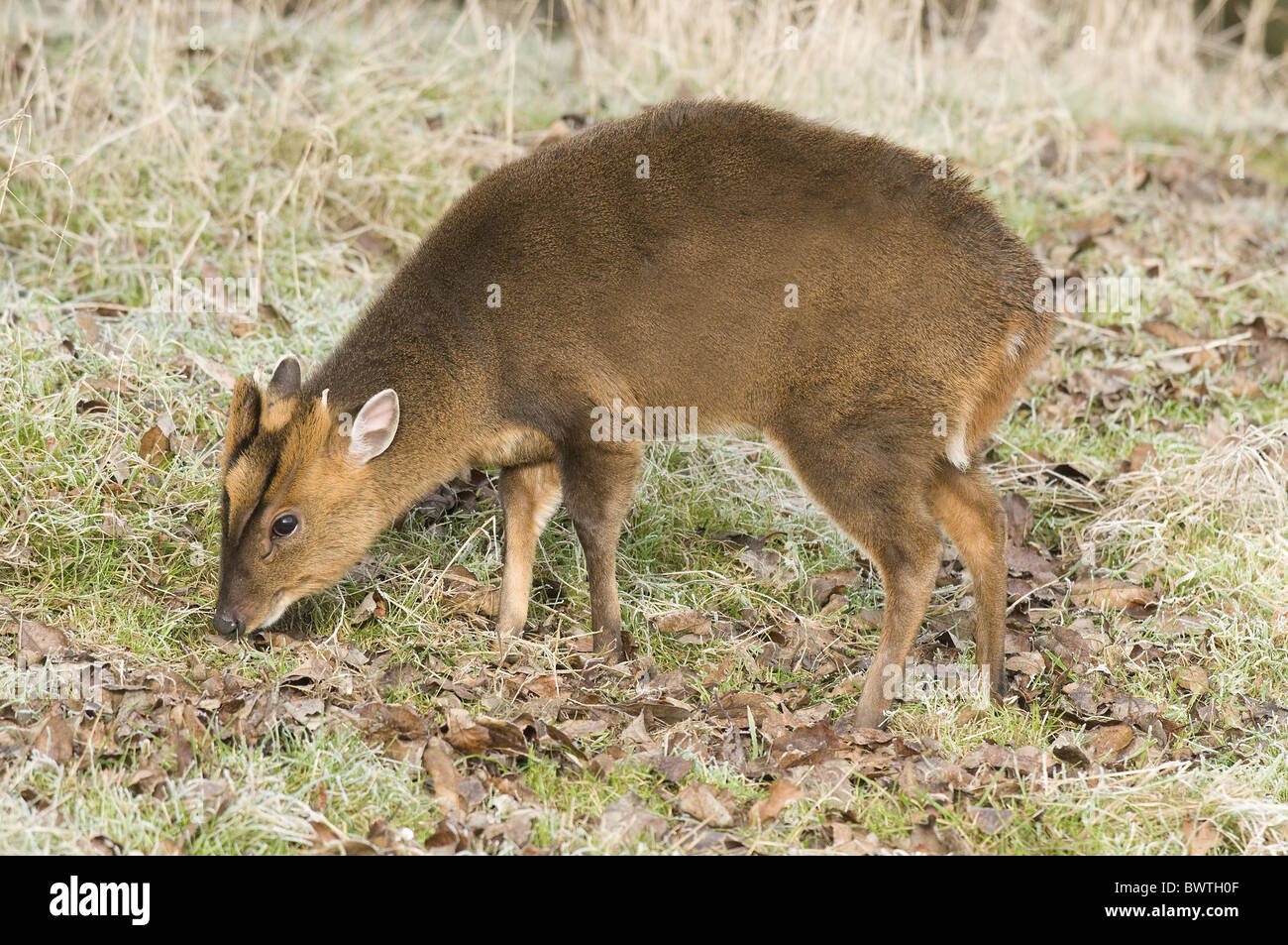 deer deers herbivore herbivores asia asian "barking deer" mammal ...