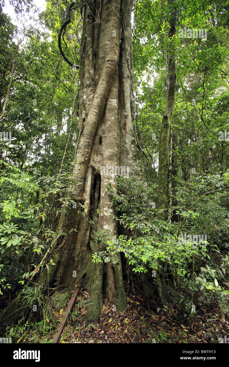 Wurzel - root plant plants tree trees fig figs australia australian ...