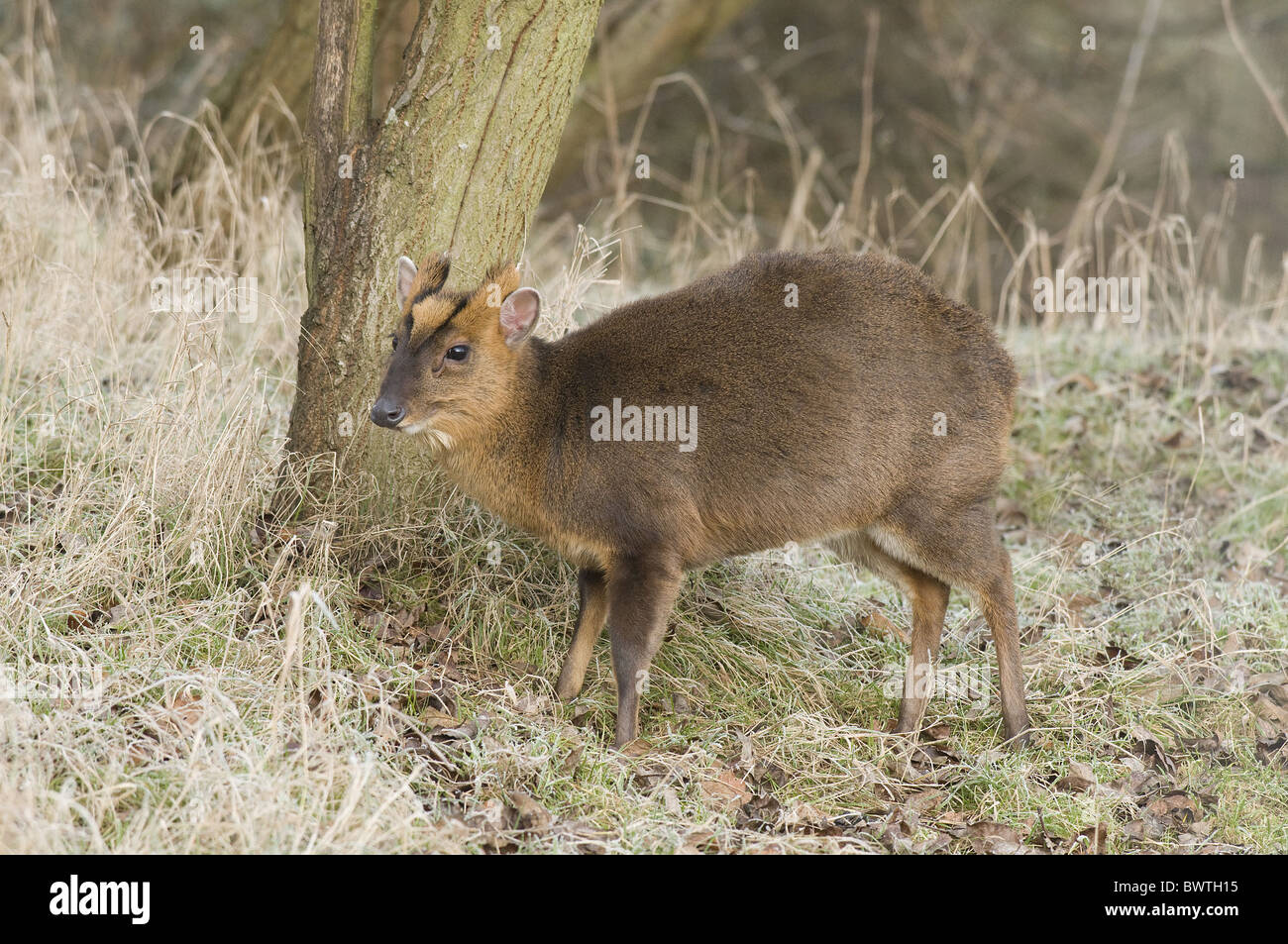 deer deers herbivore herbivores asia asian "barking deer" mammal ...