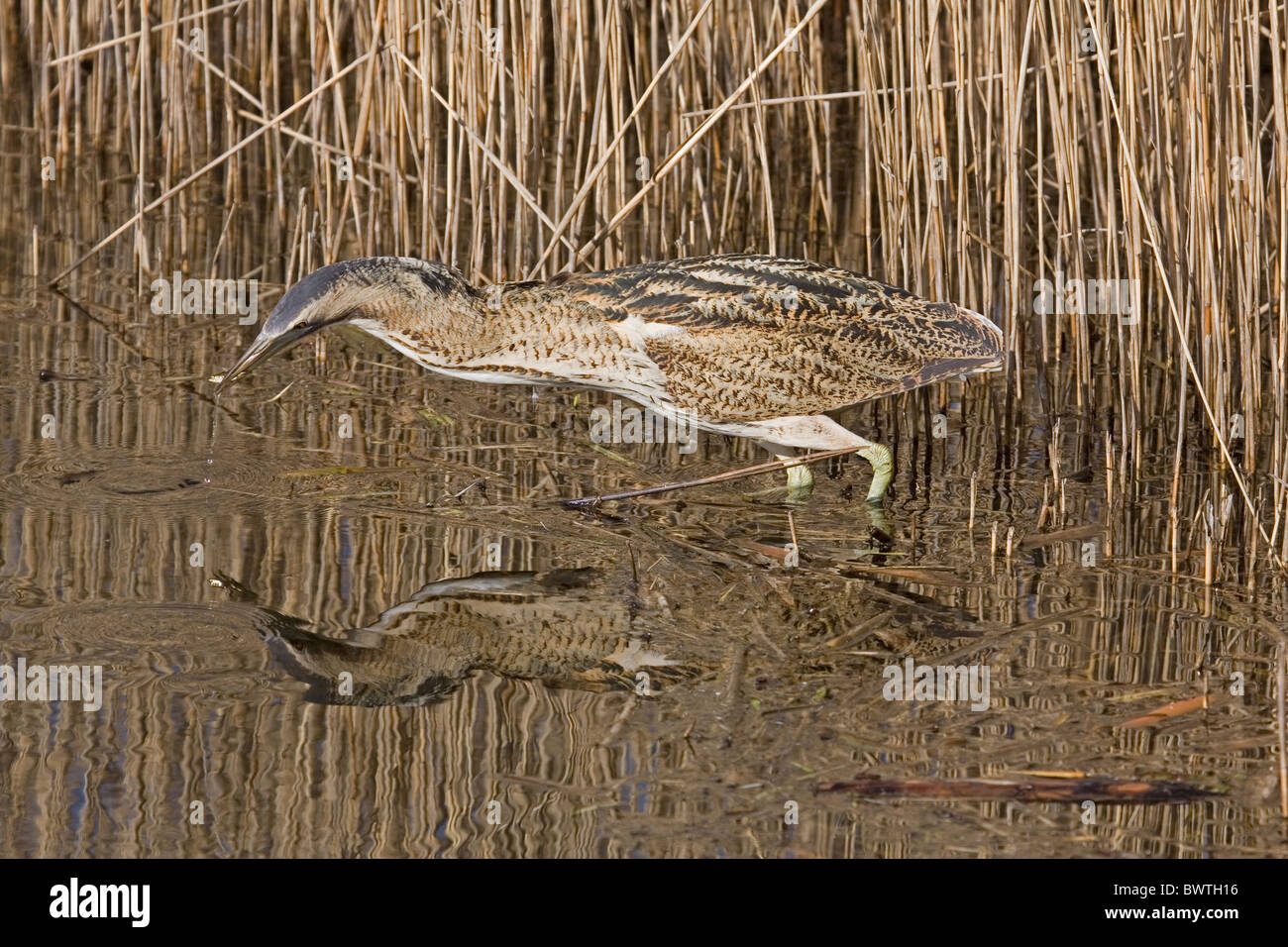 Great Bittern Botaurus stellaris Stock Photo - Alamy