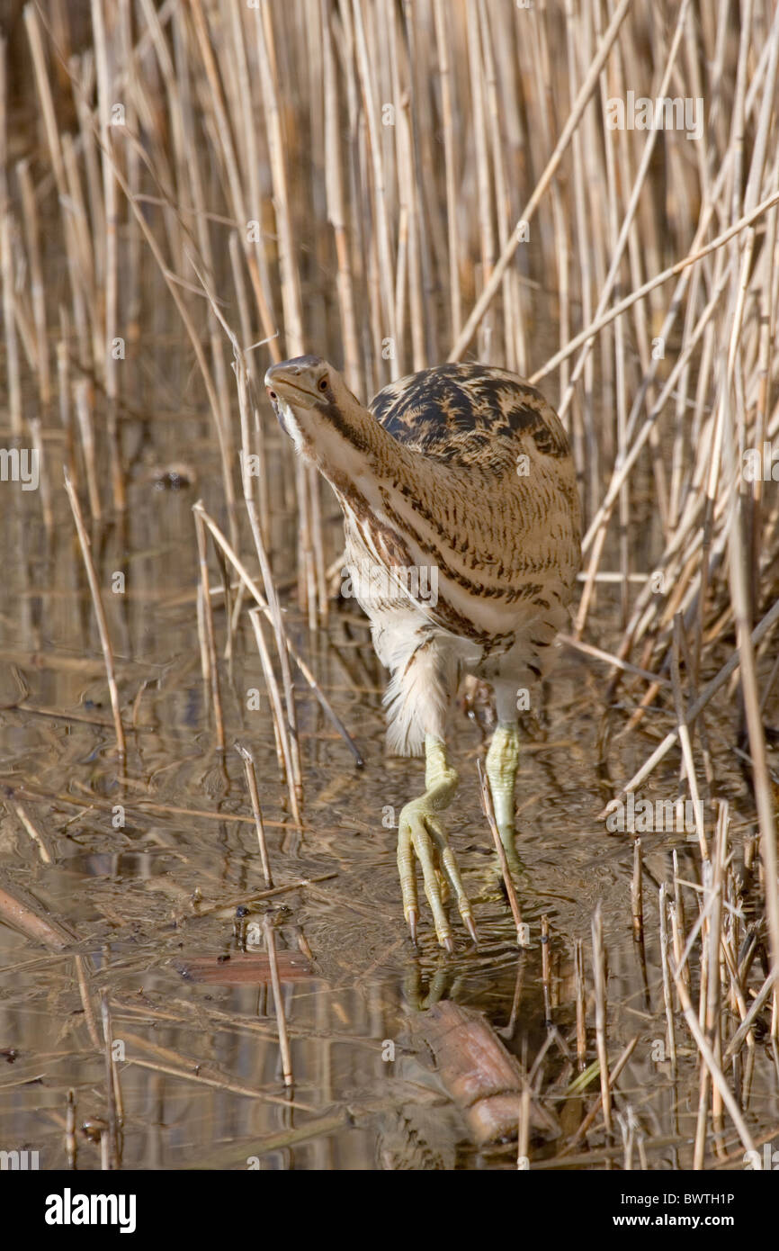 Great Bittern (Botaurus stellaris) adult, wading at edge of reedbed ...