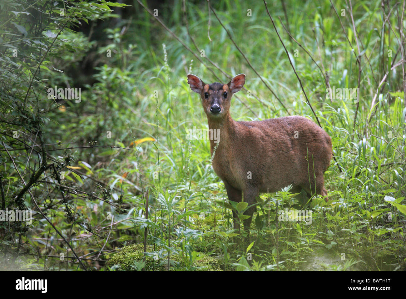 Muntiacus reevesi muntjac deer deers herbivore herbivores asia asian ...