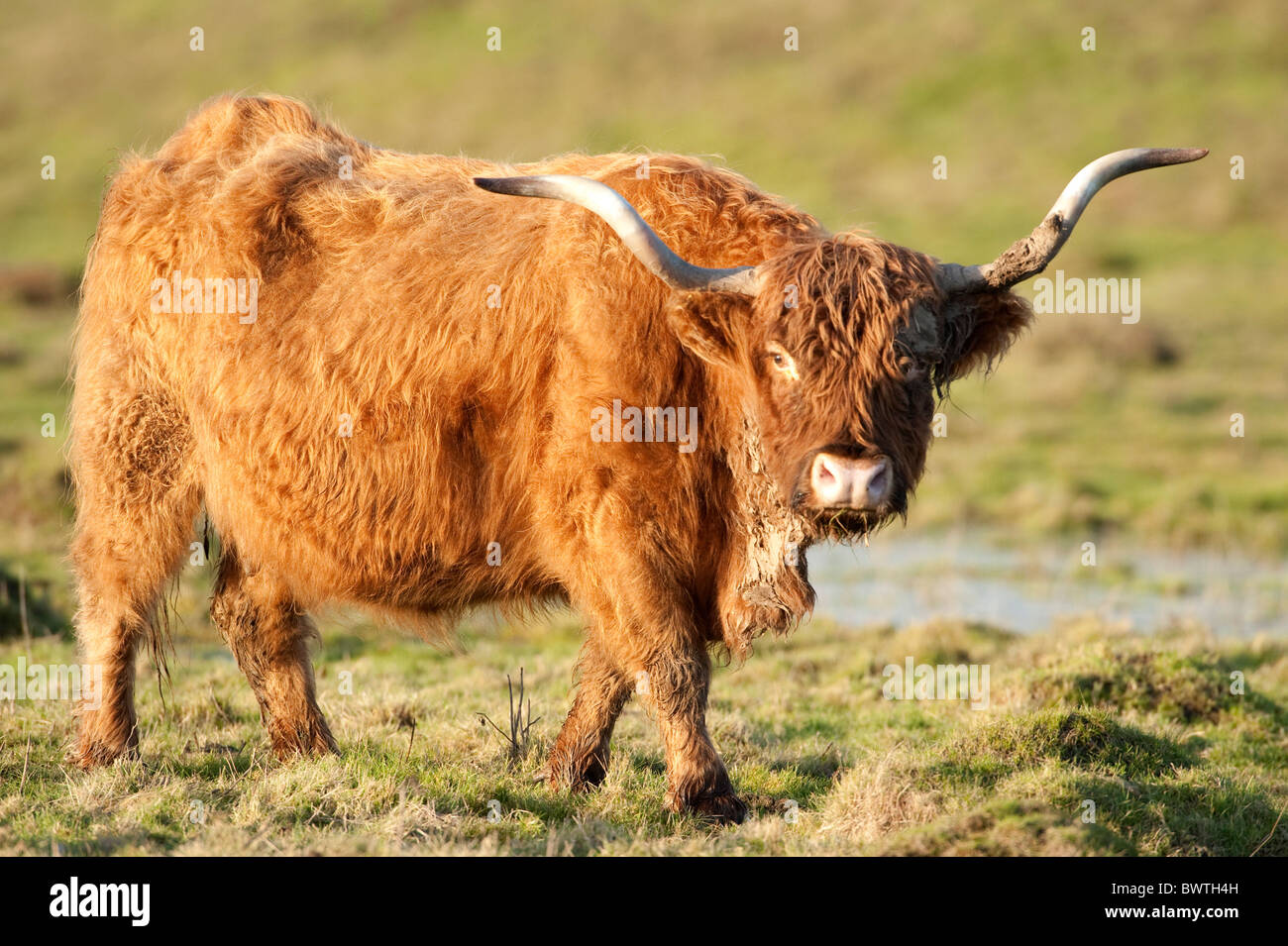 Highland Cattle Kent UK Stock Photo - Alamy