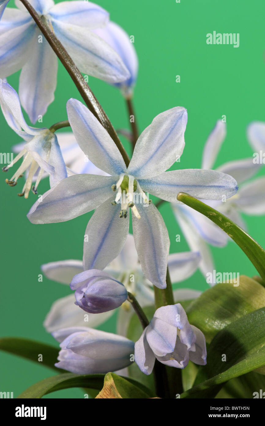 Bluete - bloom plant plants flower flowers wildflower wildflowers ...