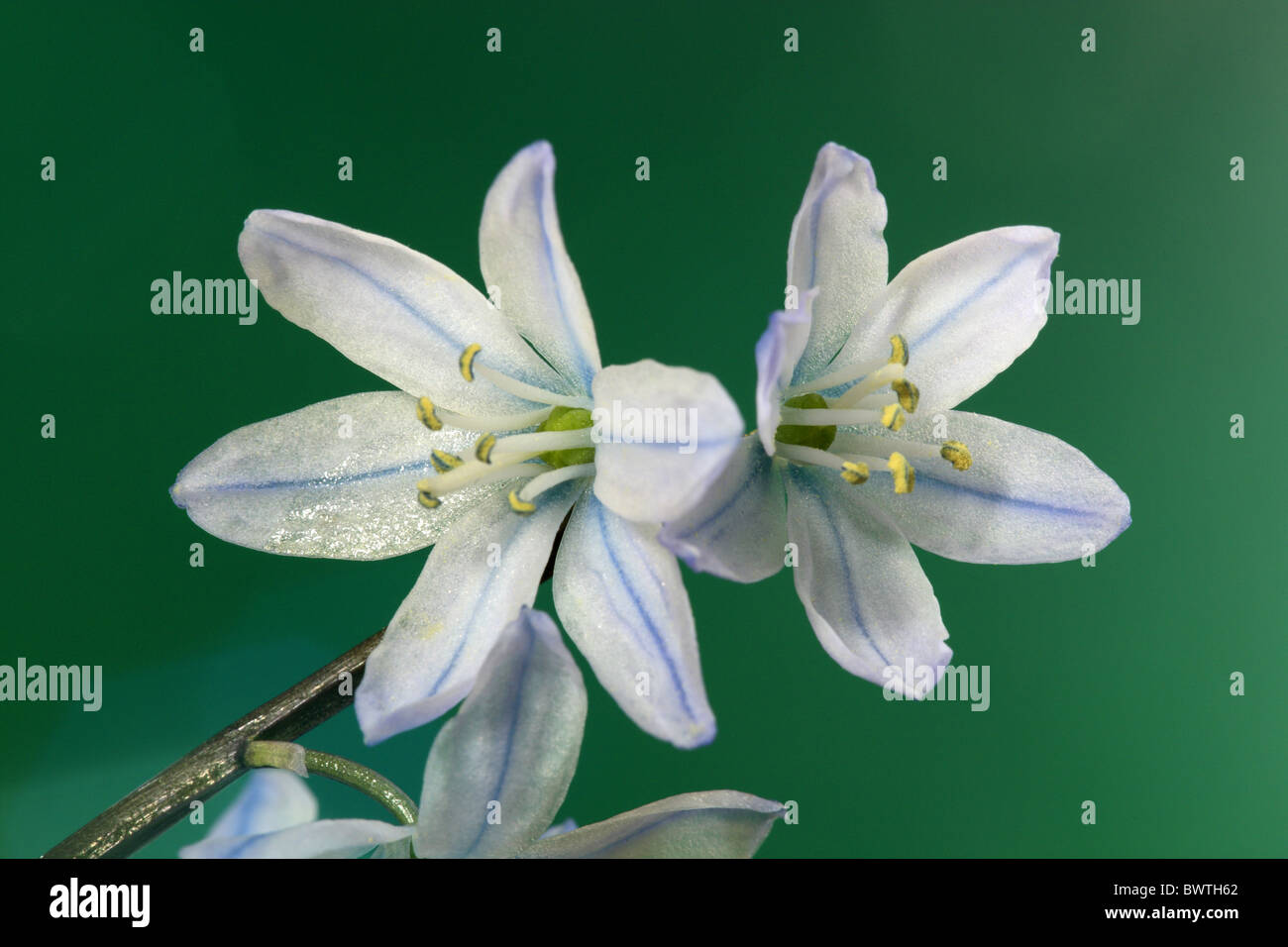 Bluete - bloom plant plants flower flowers wildflower wildflowers ...