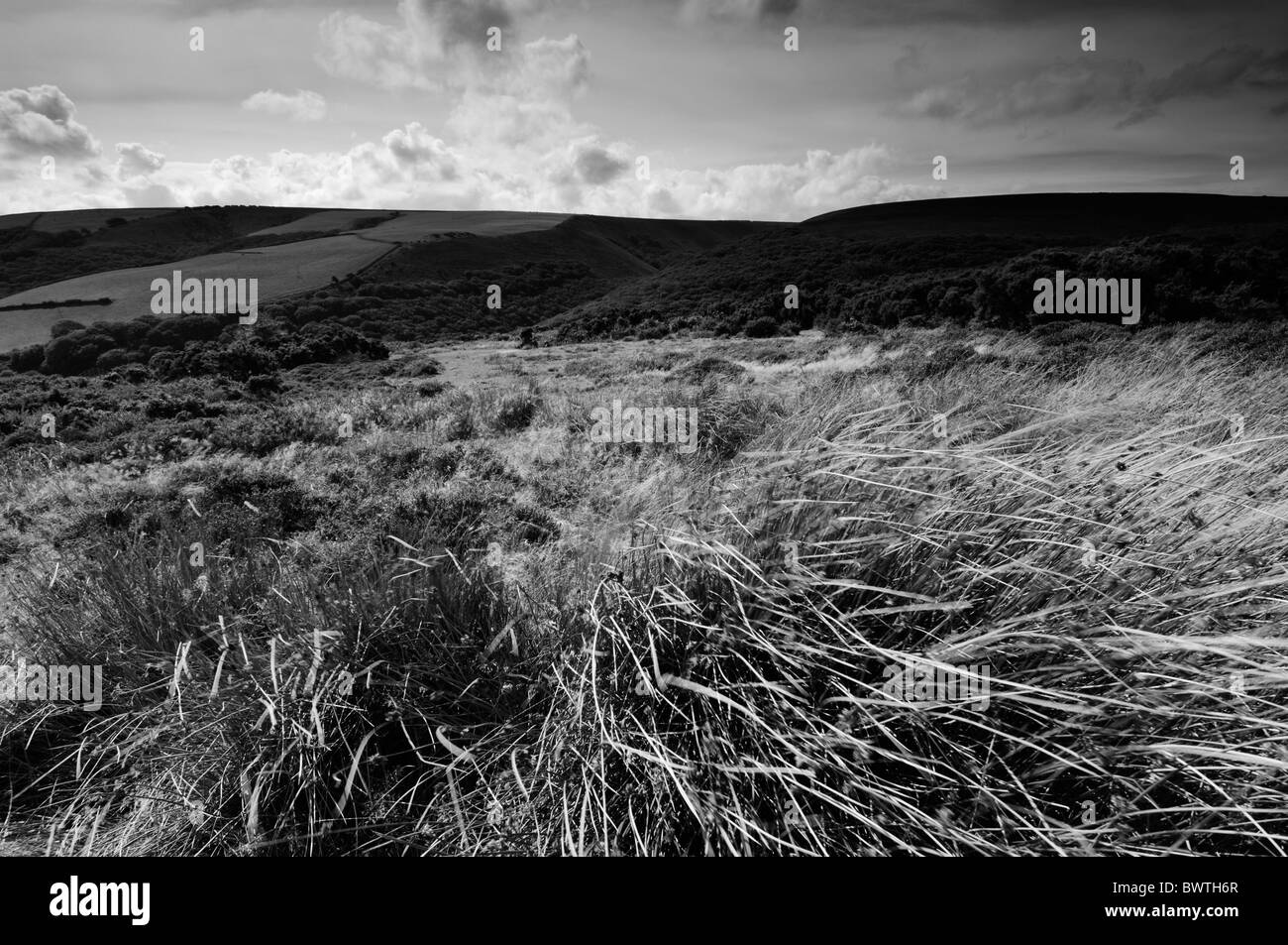 Dried glass blowing in the wind in early Autumn on Exmoor National Park ...