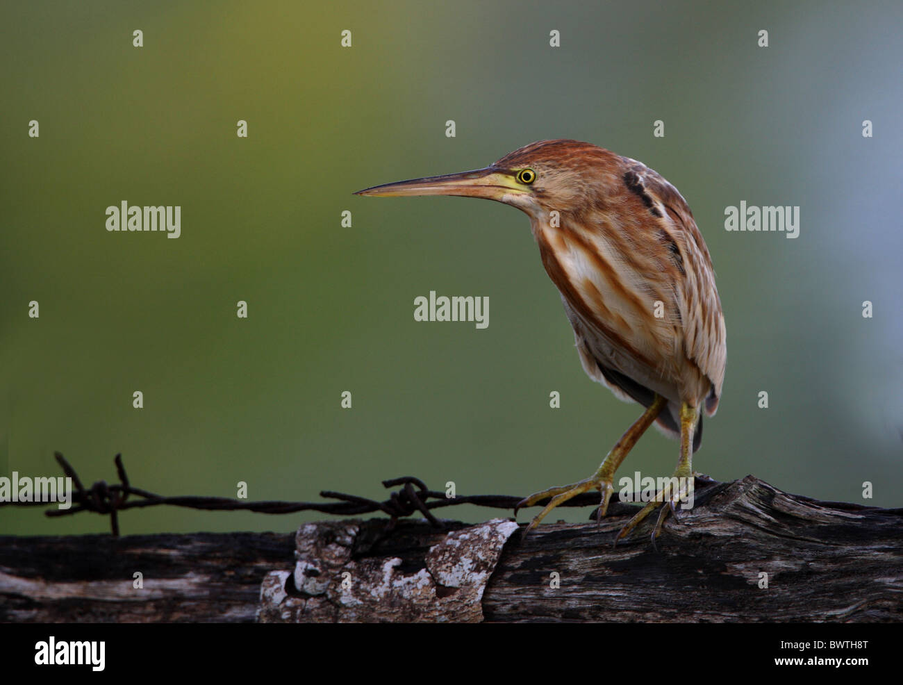 Yellow Bittern (Ixobrychus sinensis) immature, standing on fence, Sabah ...