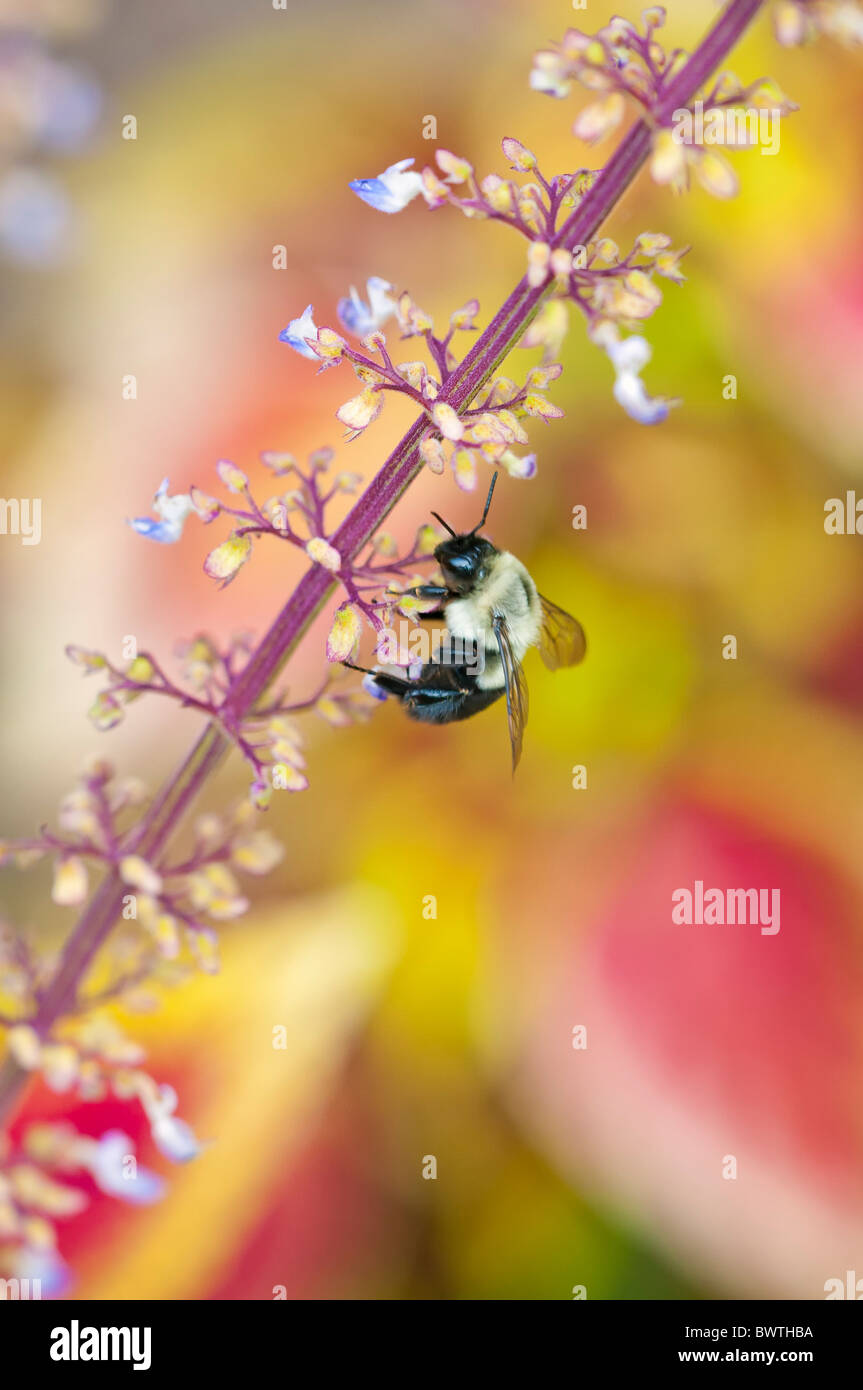 Eastern carpenter bee ( Xylocopa virginica) gathering pollen Stock ...