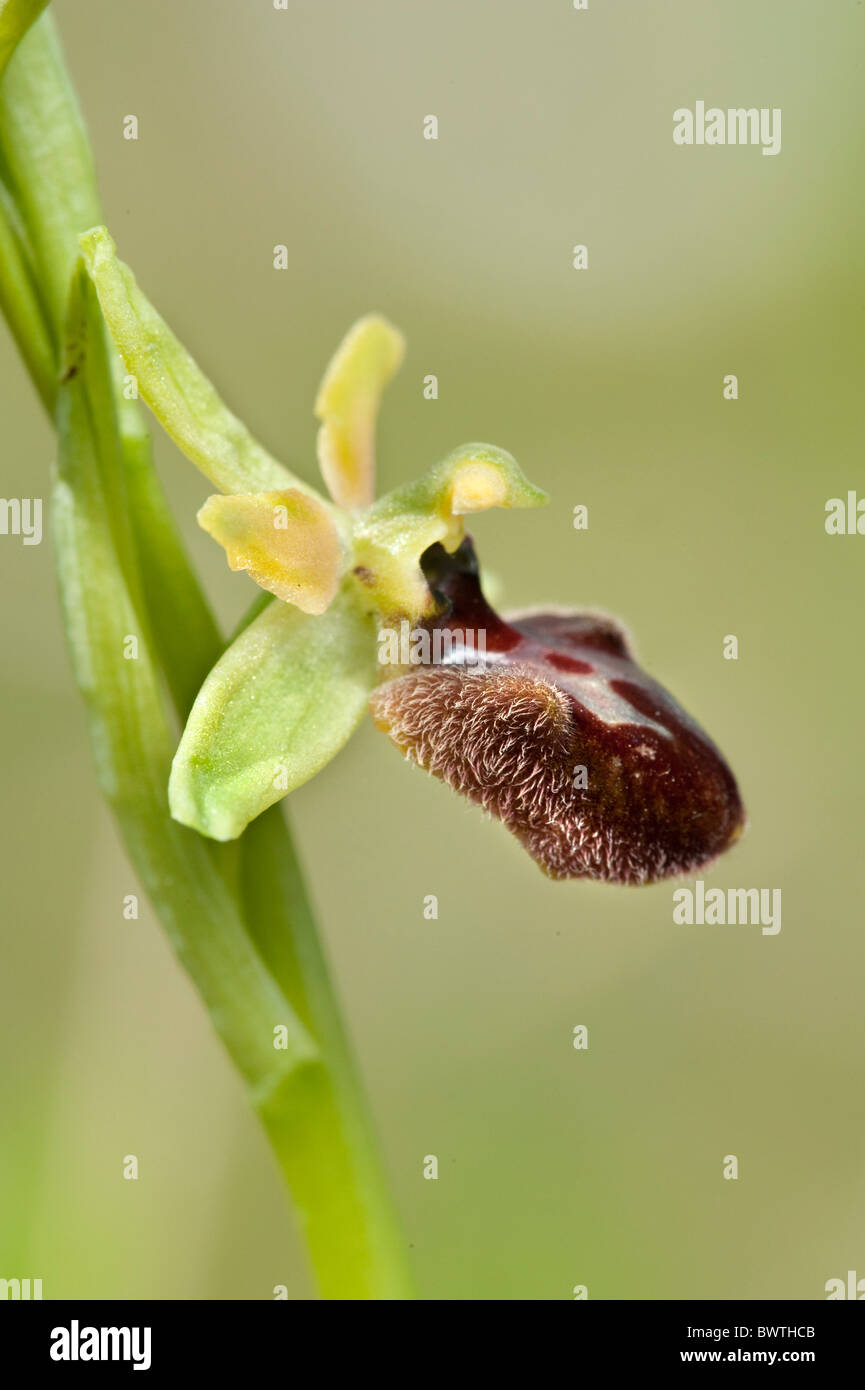 Early spider orchid Ophrys sphegodes Kent UK Stock Photo - Alamy