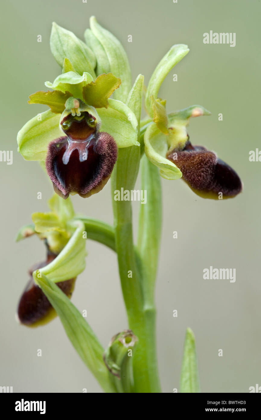 Early spider orchid Ophrys sphegodes Kent UK Stock Photo - Alamy