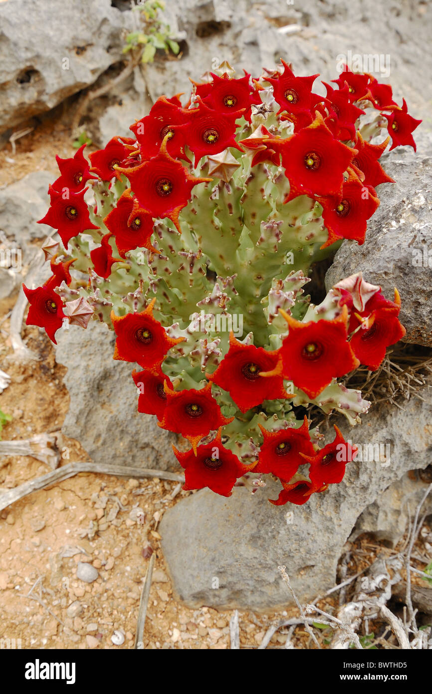 Caralluma socotrana edible Socotra Yemen plant plants caralluma ...