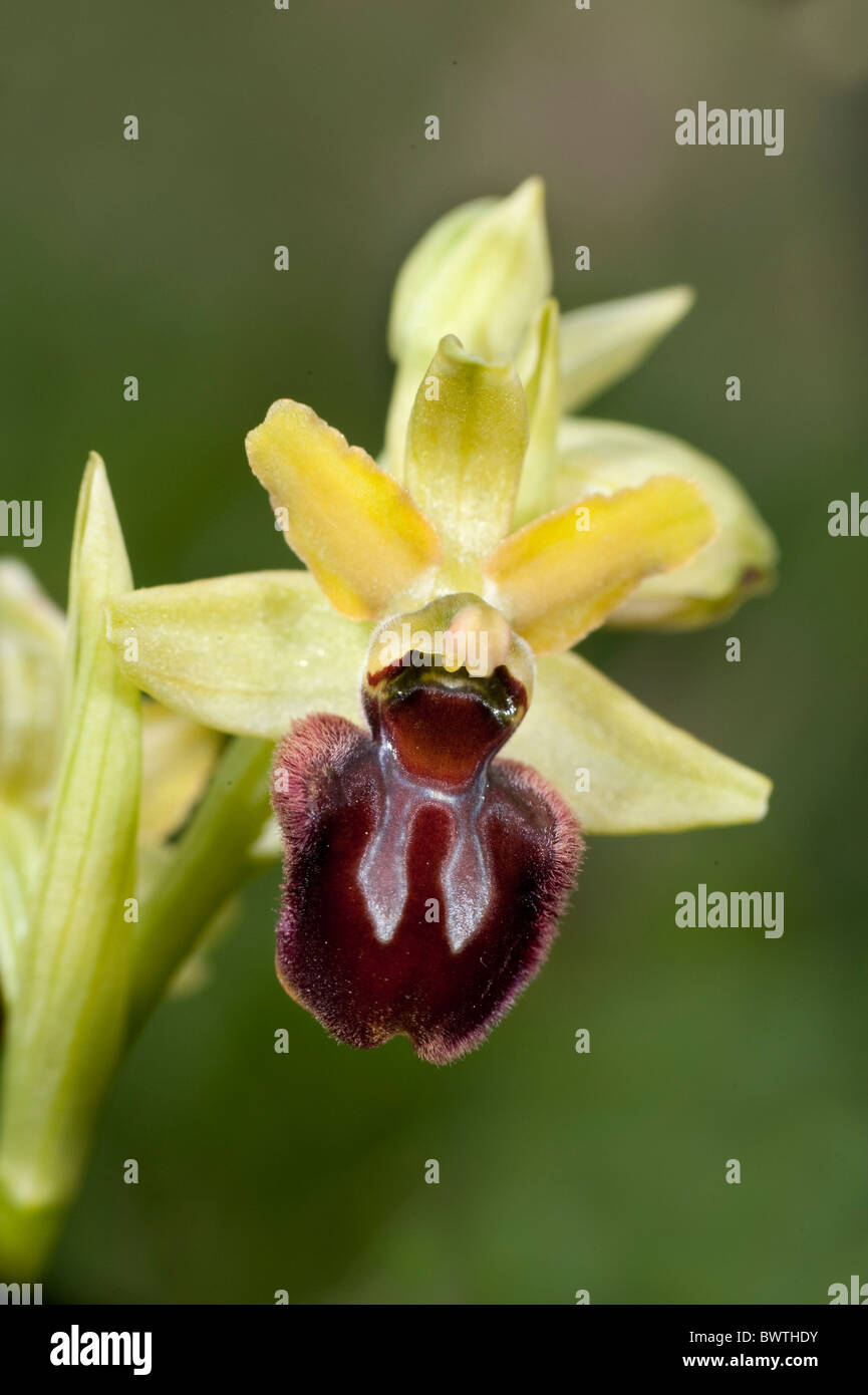 Early Spider Orchid High Resolution Stock Photography and Images - Alamy