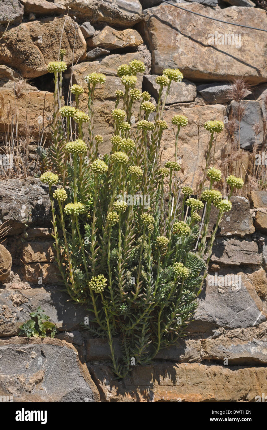 plant flower wild stonecrop pyrenees spain plant plants flower flowers ...