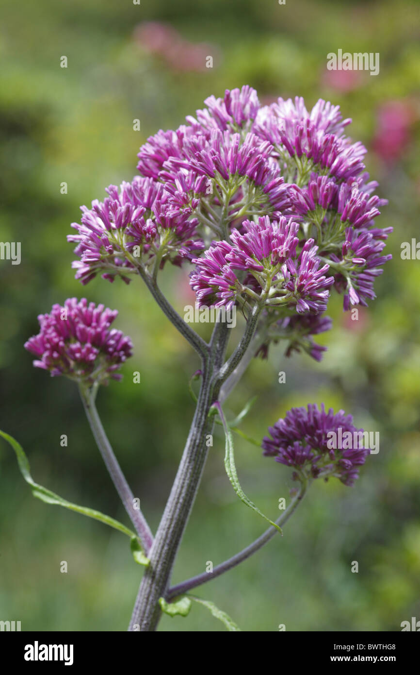 France French Pyrenees ariege nature natural wild wildlife environment ...