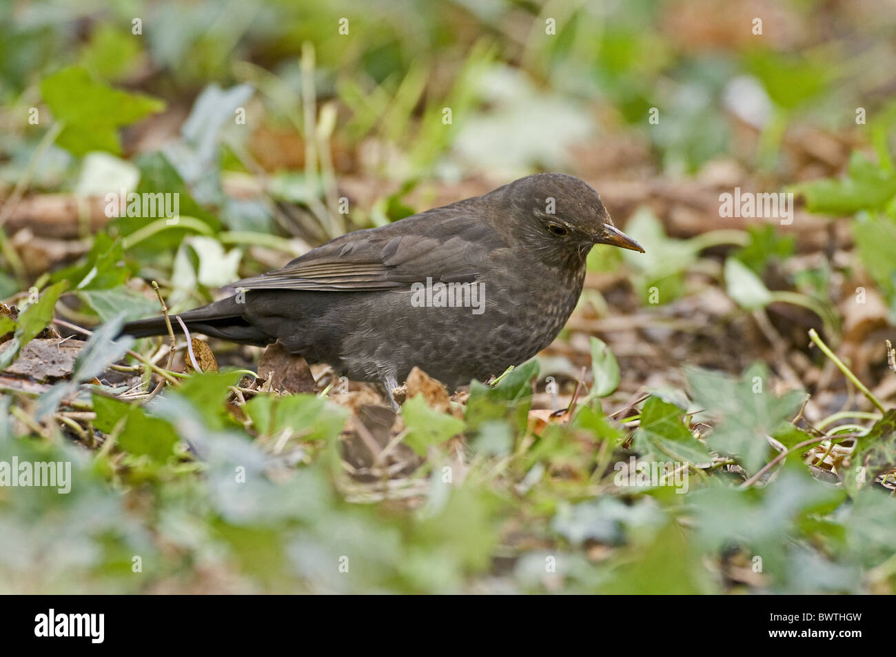 European Blackbird (Turdus merula) adult female, foraging, listening ...
