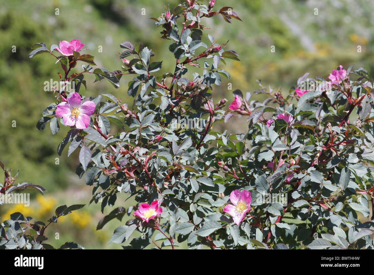 France French Pyrenees natural wild wildlife environment environmental ...
