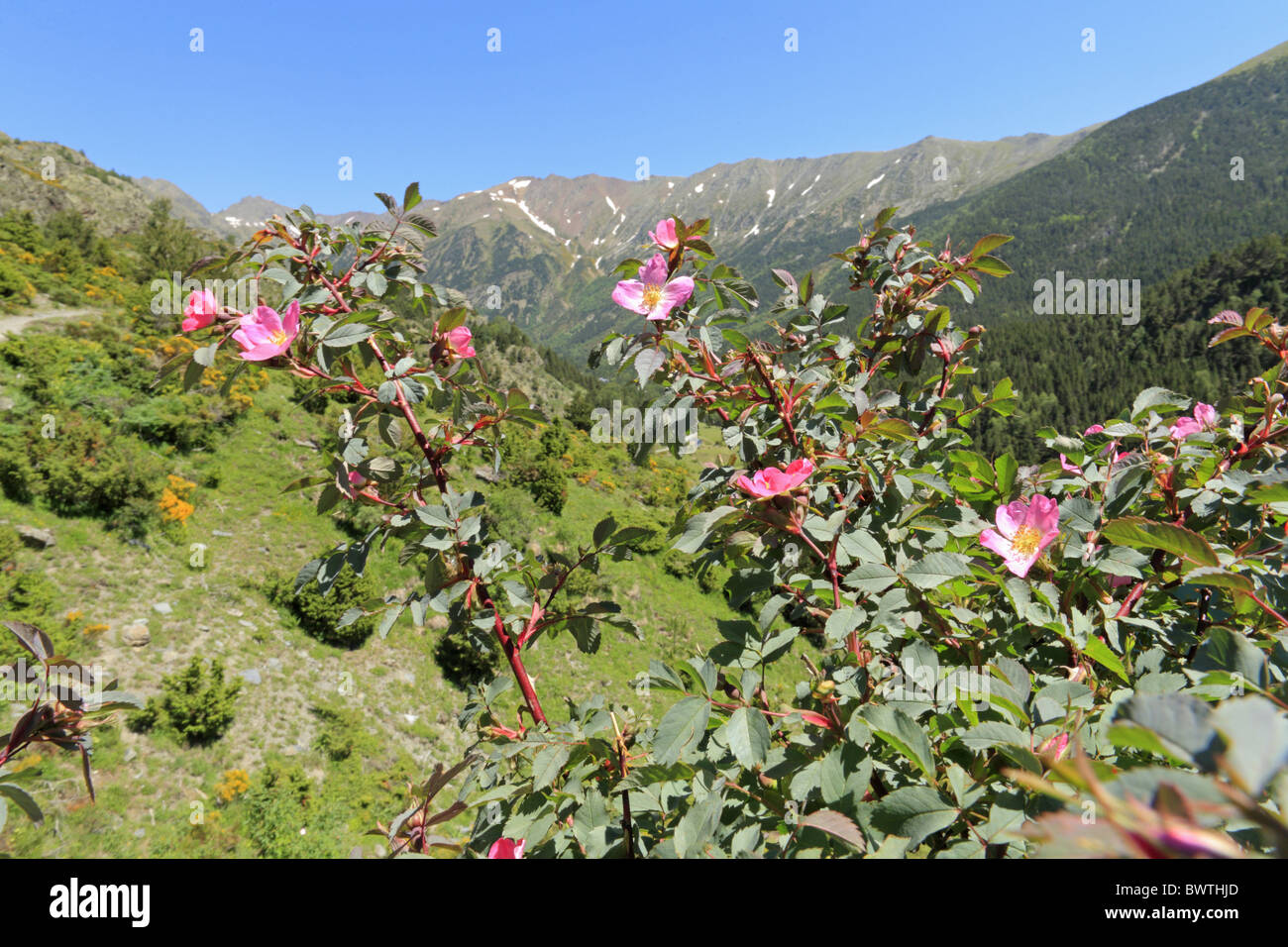 France French Pyrenees natural wild wildlife environment environmental ...