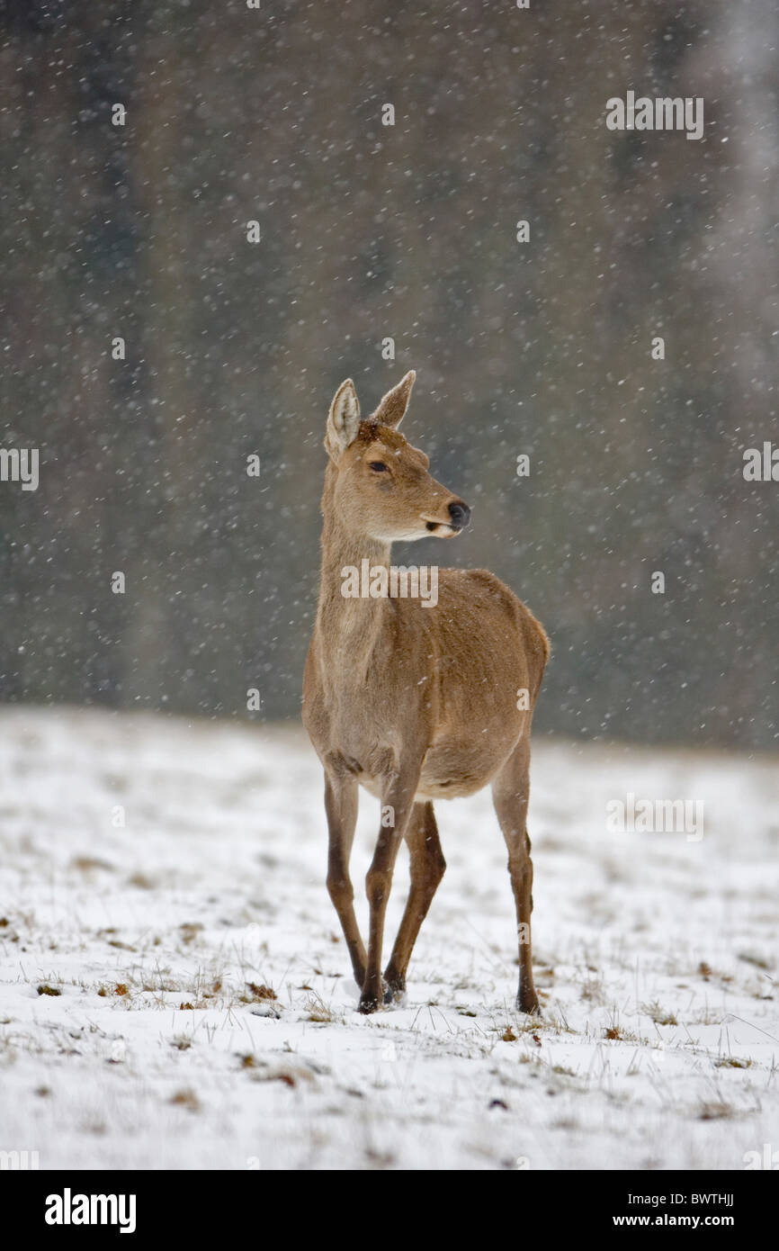 animals mammals red deer deer Cervus Cervus elaphus British winter ...