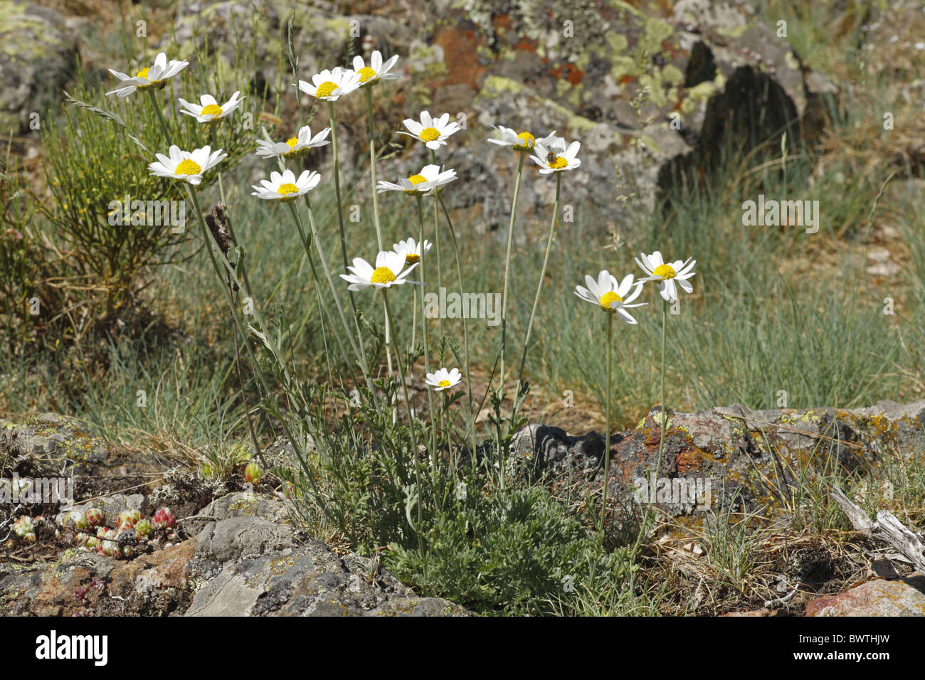 France French Pyrenees natural wild wildlife environment environmental ...