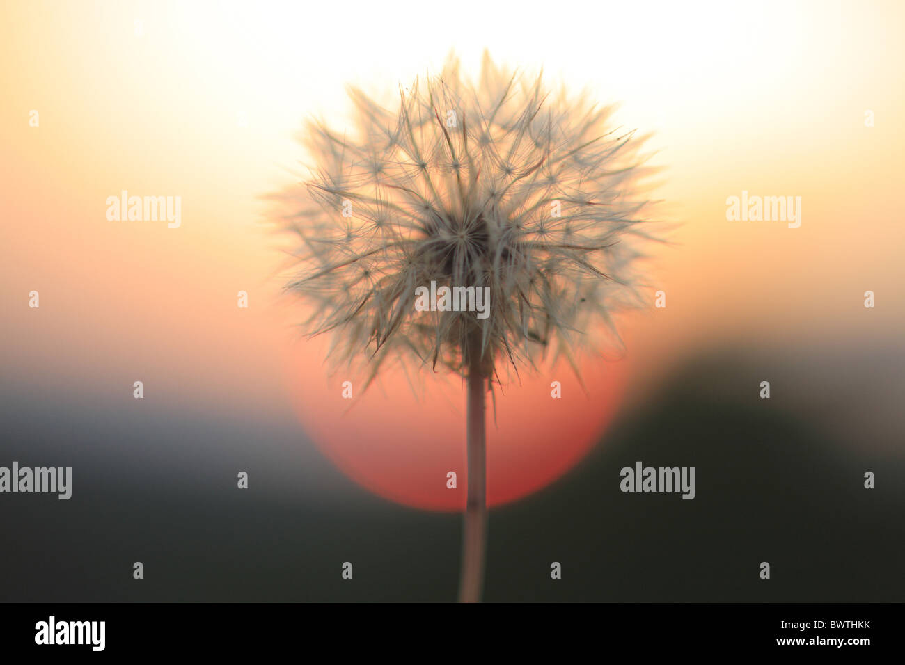 Hawkbits hi-res stock photography and images - Alamy