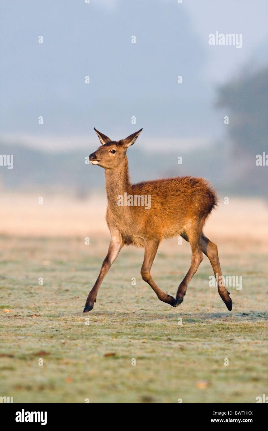 animals mammals red deer deer Cervus Cervus elaphus Minsmere nature ...