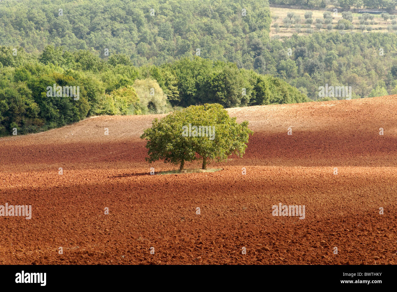 Two trees on a field with red soil (Terra di Siena), Province Siena ...
