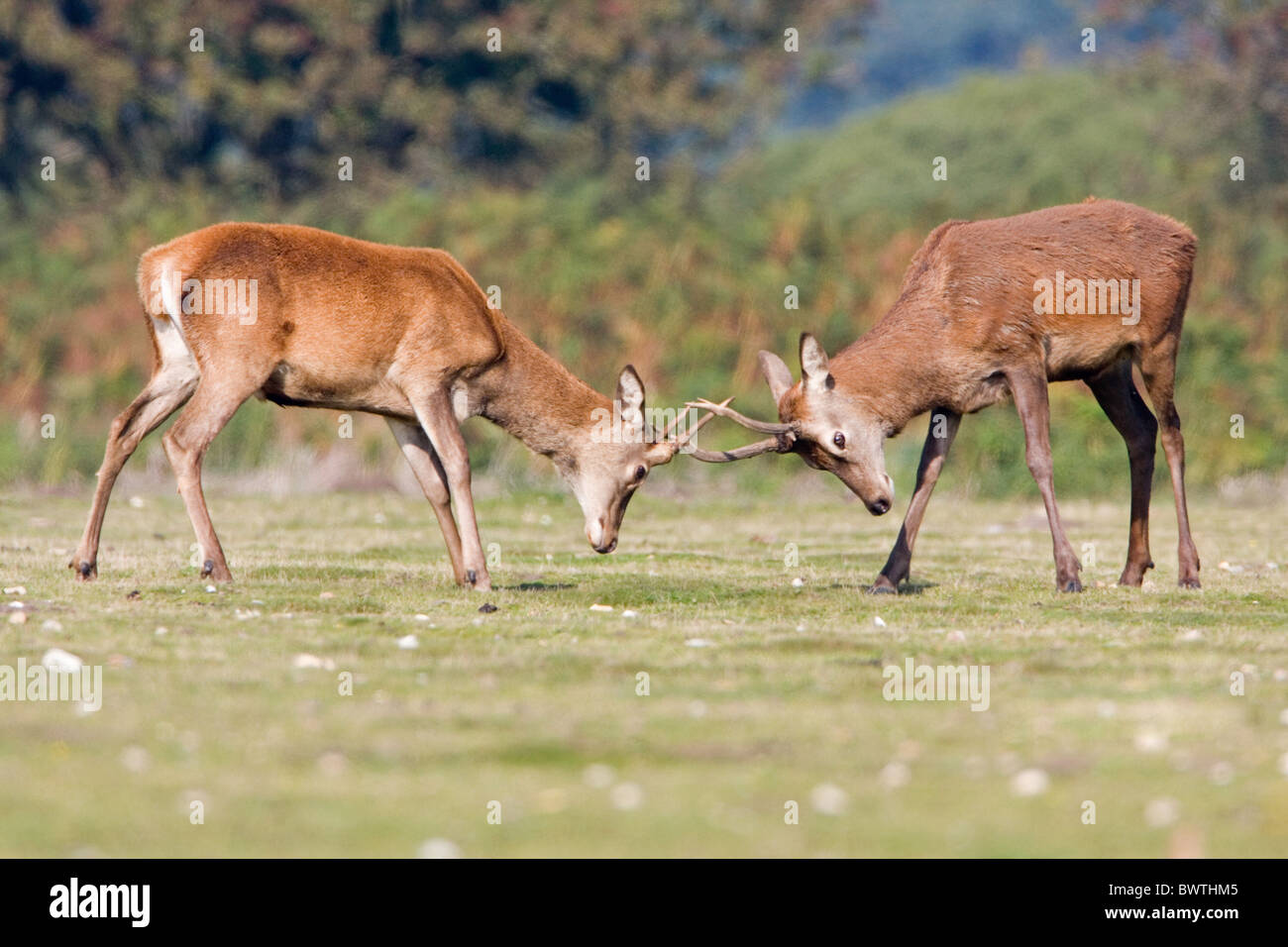 Bwthm5 hi-res stock photography and images - Alamy