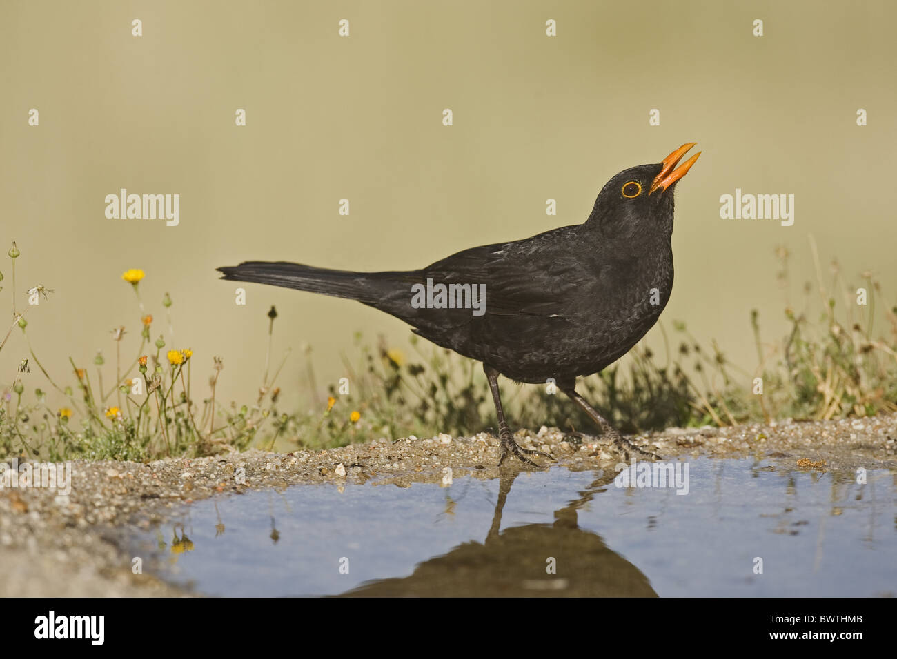 European Blackbird (Turdus merula) adult male, drinking at pool, Spain ...