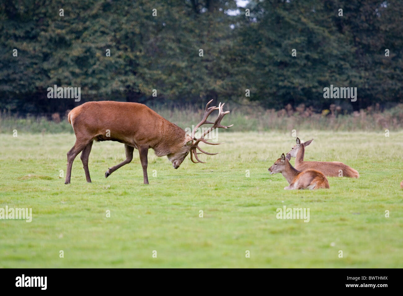 animals mammals red deer deer Cervus Cervus elaphus stags paw pawing ...