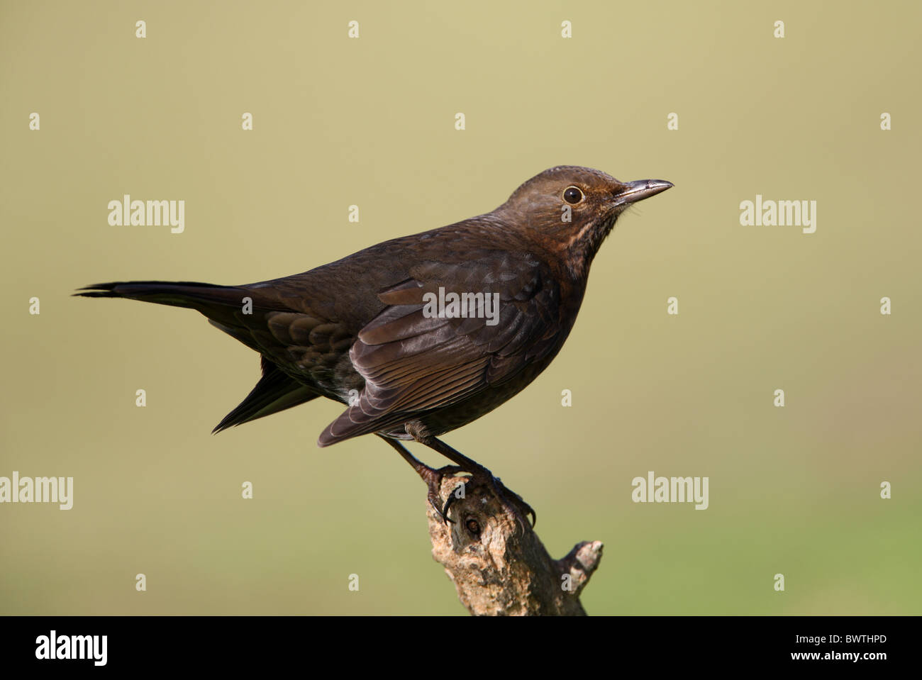 Dead common blackbird turdus hi-res stock photography and images - Alamy
