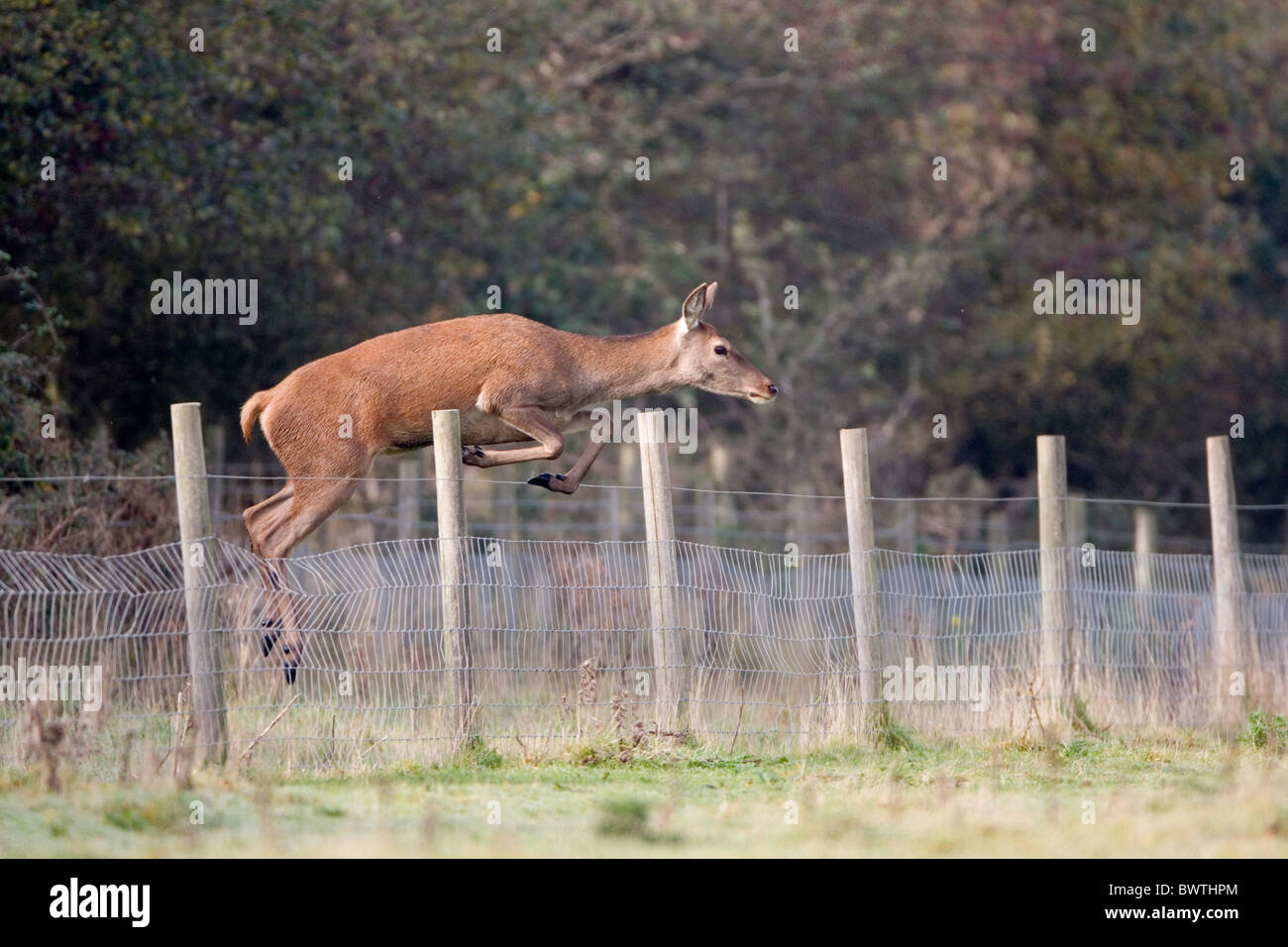 animals mammals red deer deer Cervus Cervus elaphus hinds females jumps ...