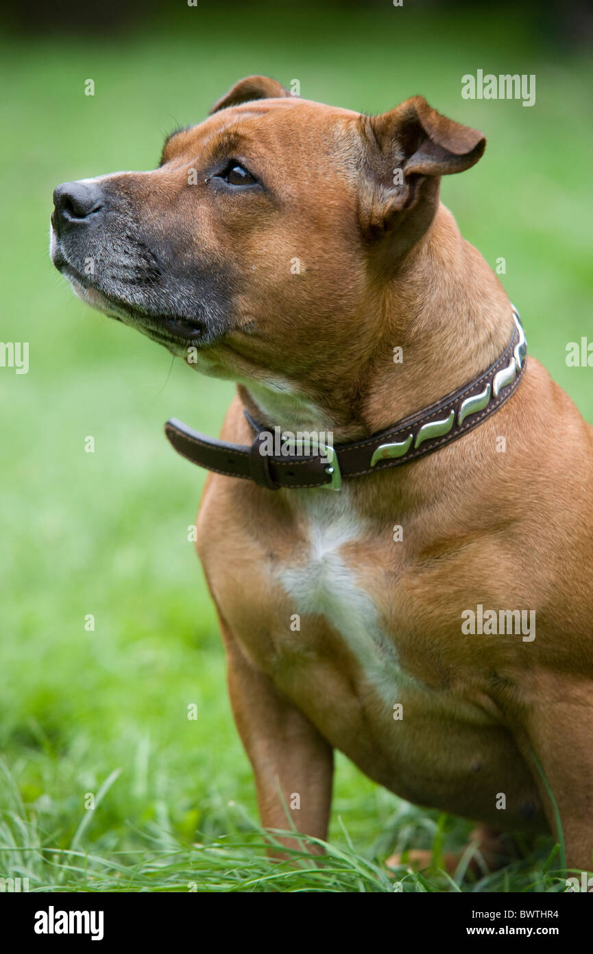 Staffordshire Bull Terrier Dog UK Stock Photo - Alamy