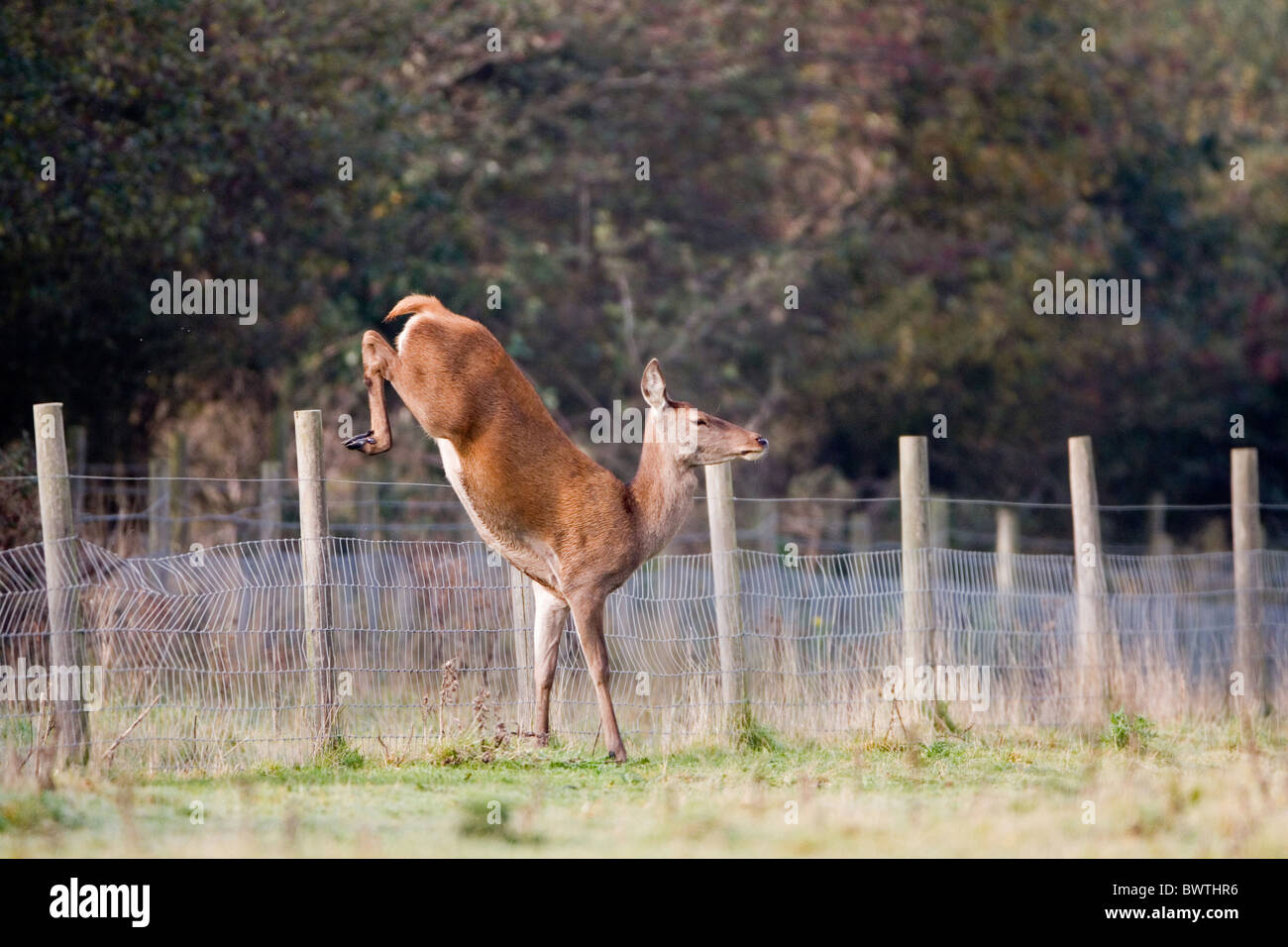 animals mammals red deer deer Cervus Cervus elaphus hinds females jumps ...