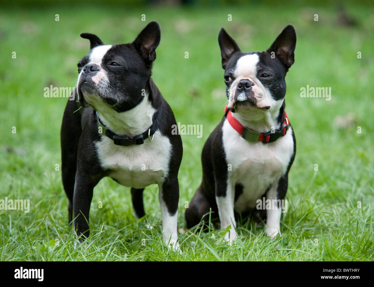 Pair of Boston Terrier Dogs sitting together Stock Photo - Alamy