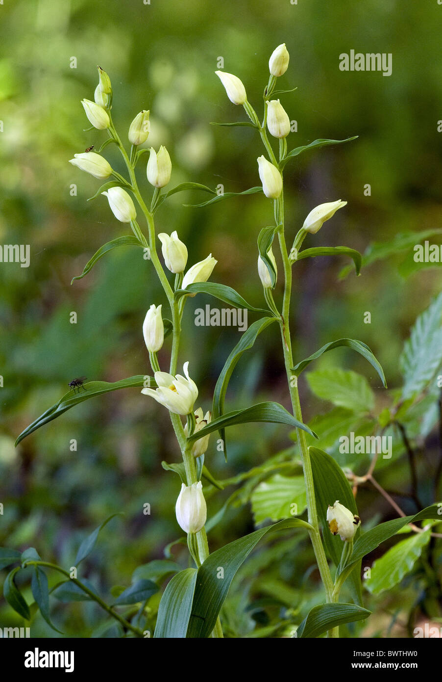 White Helleborine Cephalanthera damasonium Stock Photo - Alamy
