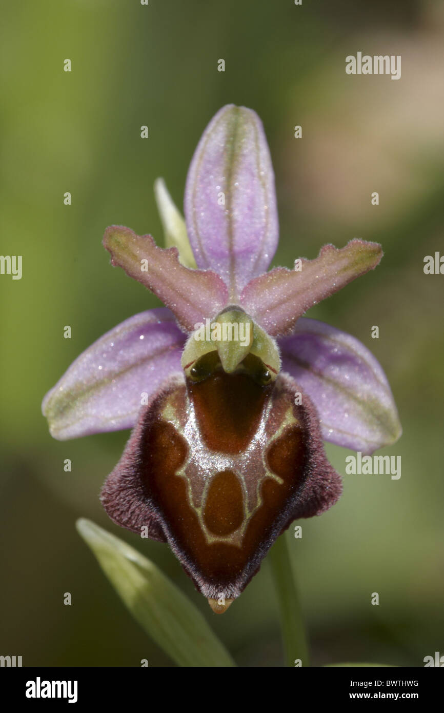 Morisi Orchid Ophrys morisii close-up flower Stock Photo - Alamy