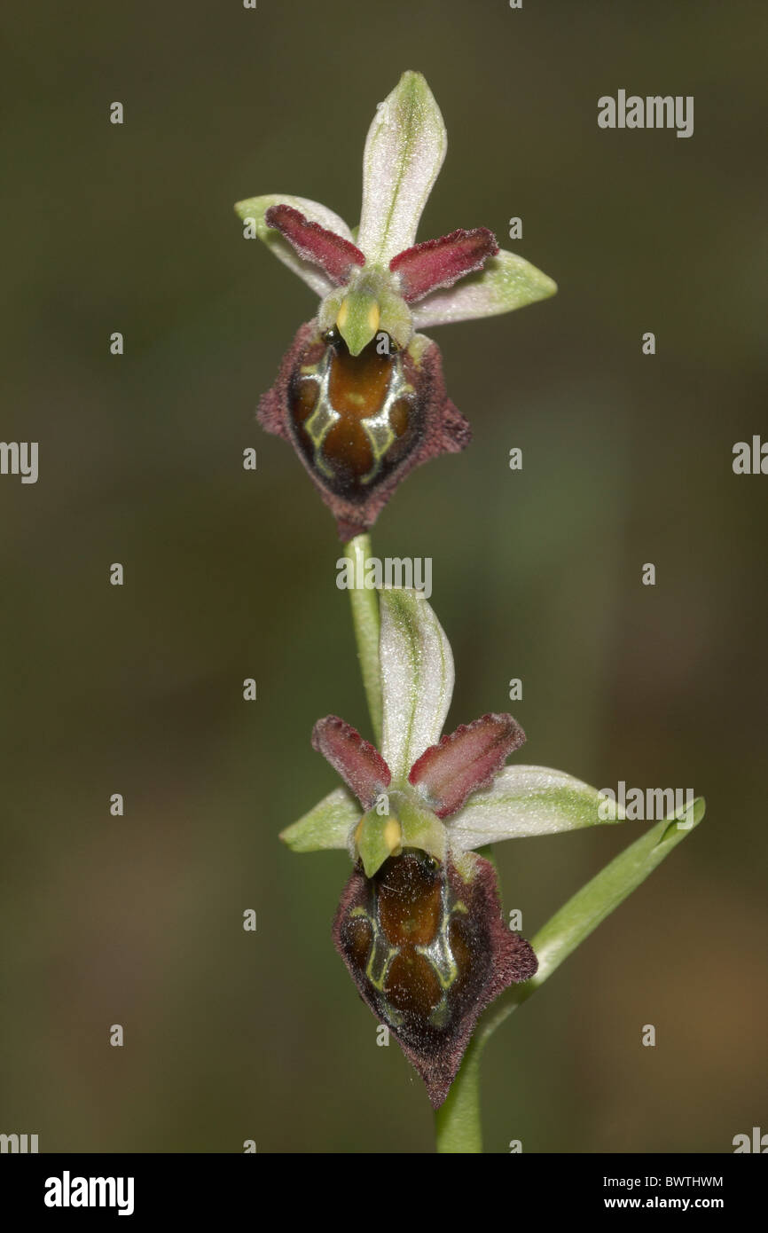 Morisii hi-res stock photography and images - Alamy