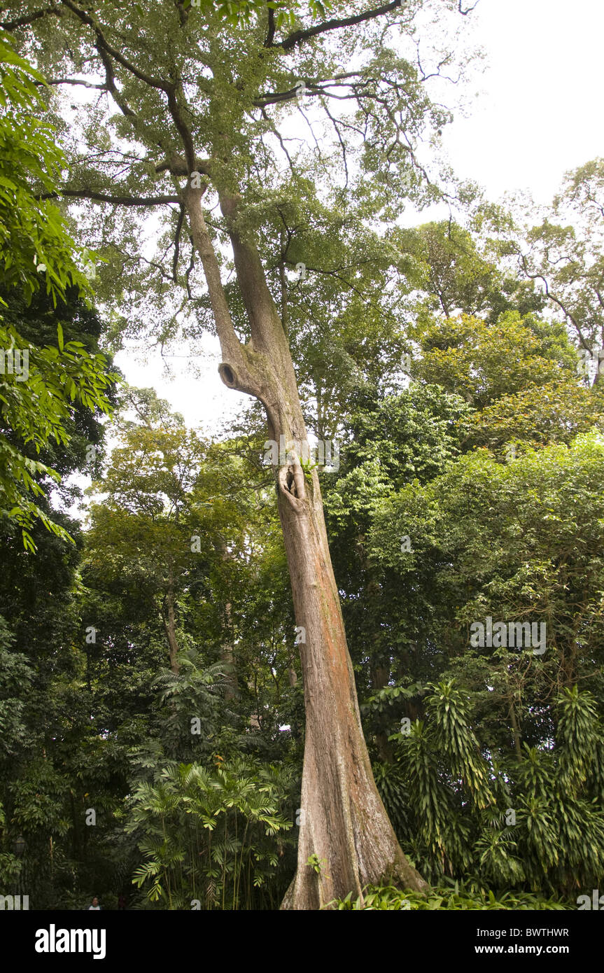 Tree Terminalia subspathulata Botanical Gardens Singapore plant plants ...