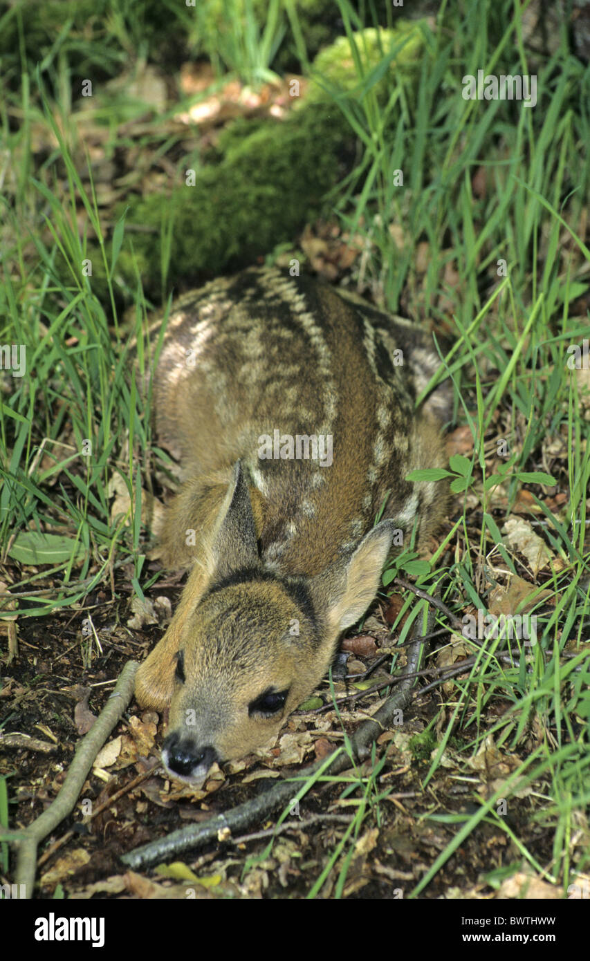 western deer deers herbivore herbivores eurasia eurasian europe ...