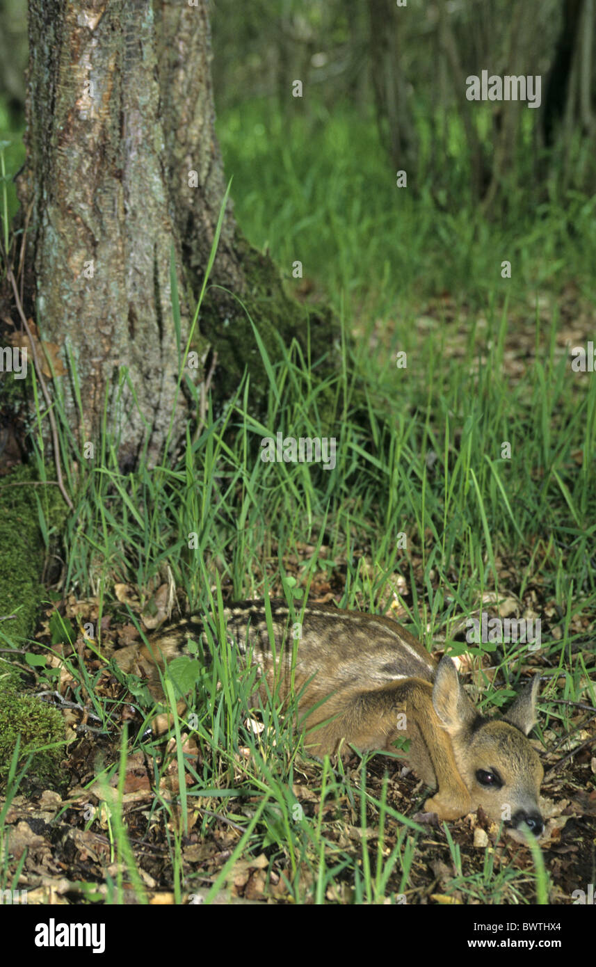 Temperate forests asia hi-res stock photography and images - Alamy