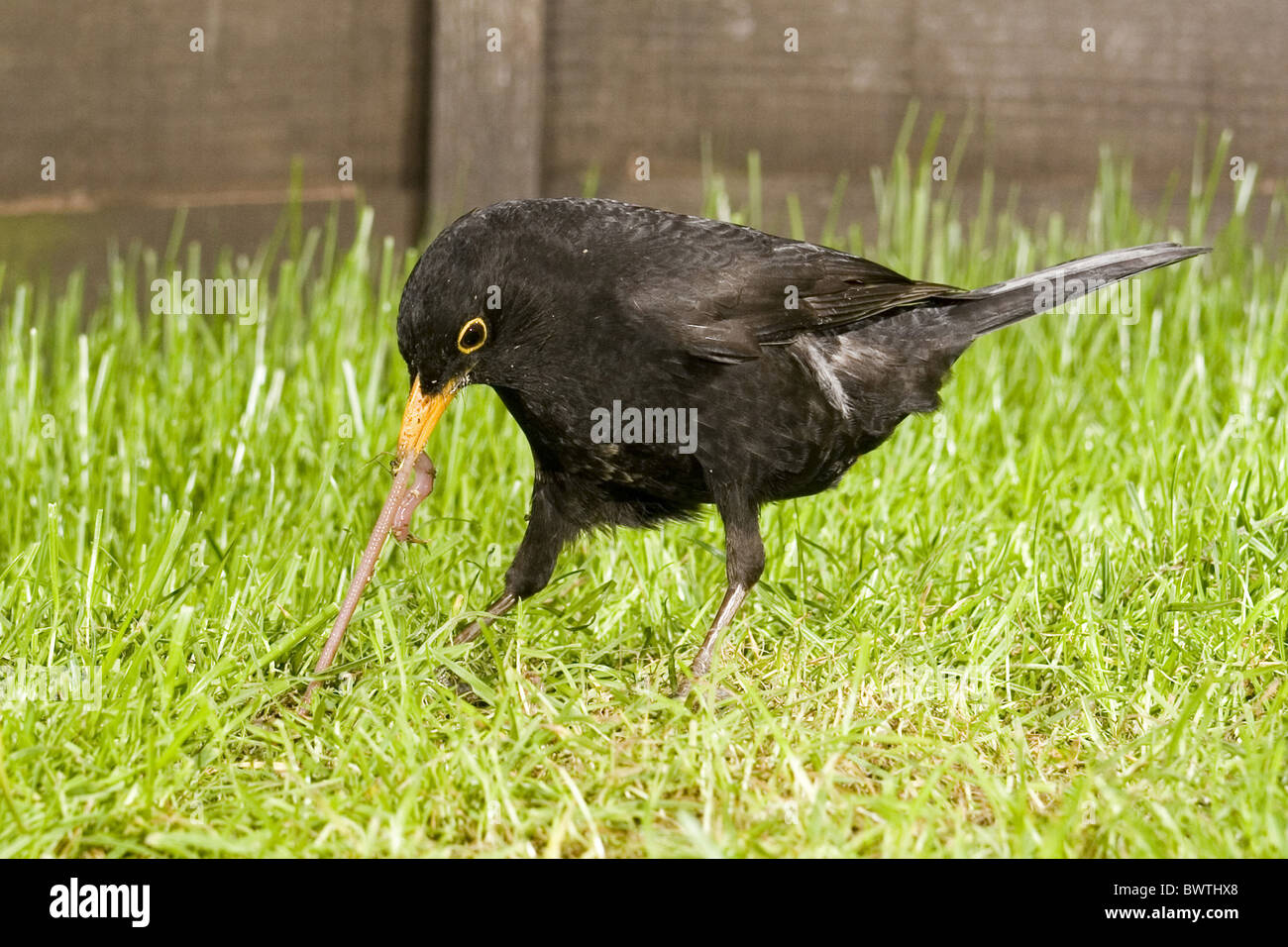 European Blackbird (Turdus merula) adult male, feeding, pulling up ...