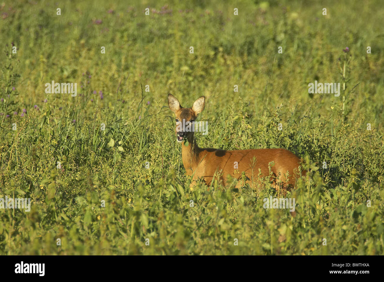 Roe deer Capreolus capreolus feeding set aside field deer roe deer ...