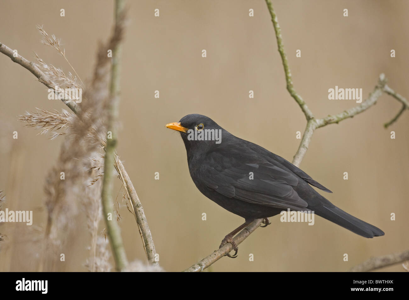 European Blackbird Turdus merula Stock Photo - Alamy