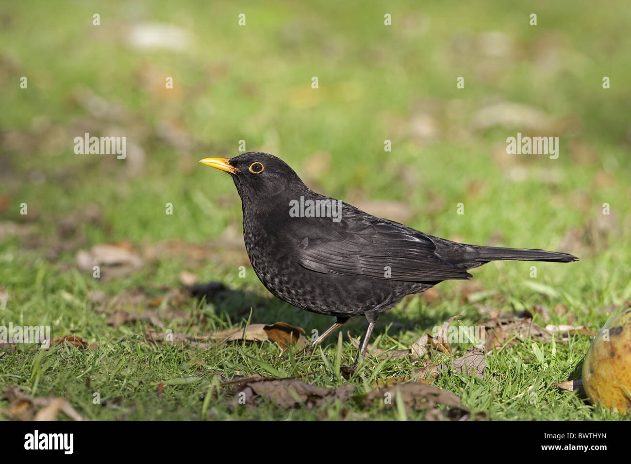 European Blackbird (Turdus merula) adult male, foraging on garden lawn ...
