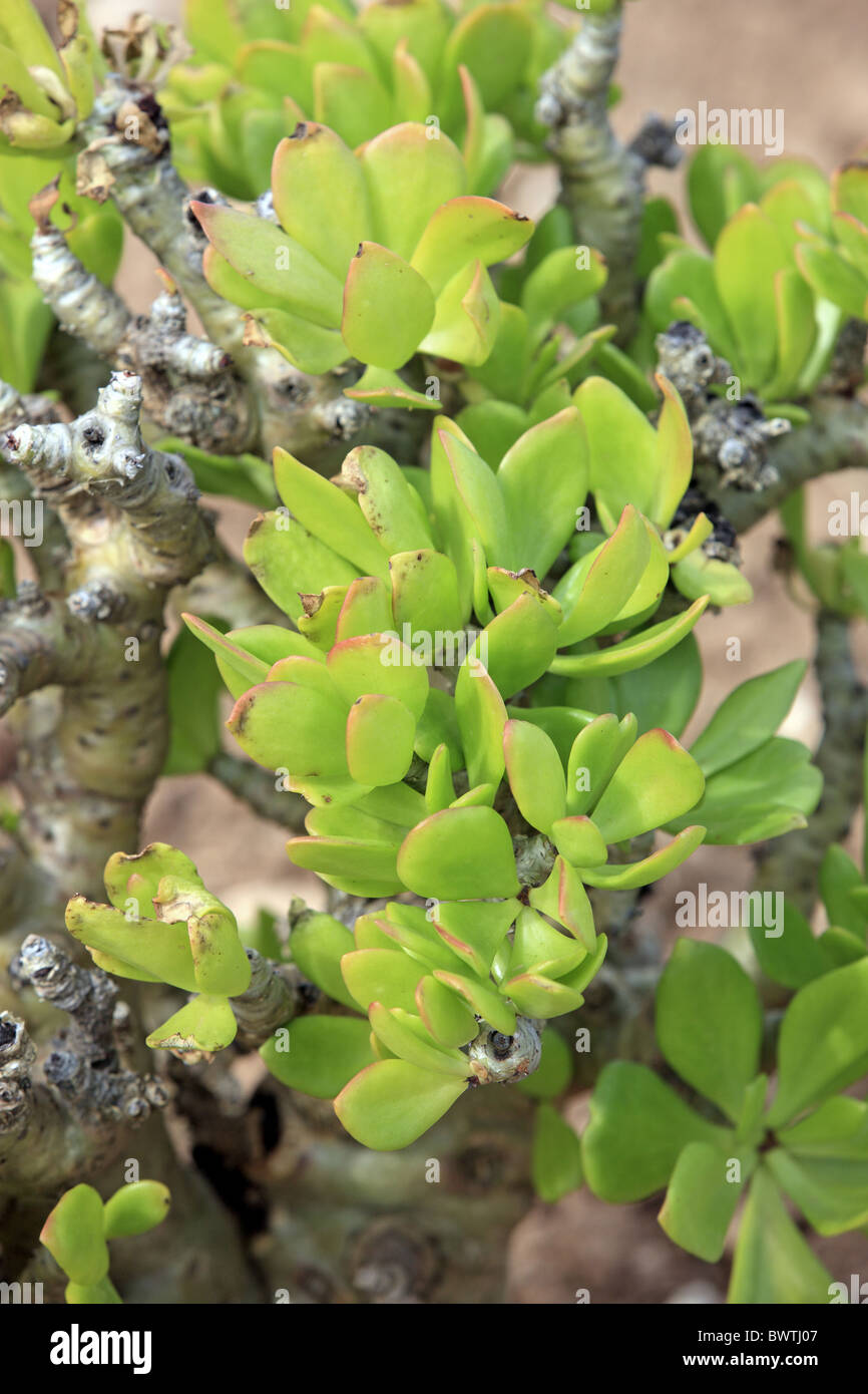 Blaetter - leaves botterboom butterboom "butter tree" tree trees ...